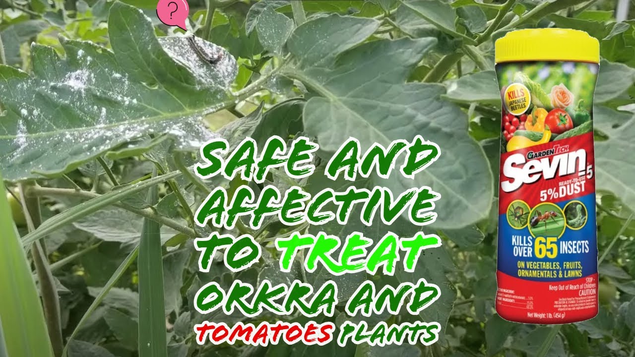 Can You Put Sevin Dust on Tomato Plants to Control Pests?