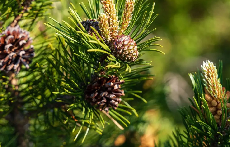 When and How to Use Fertilizer for Pine Tree