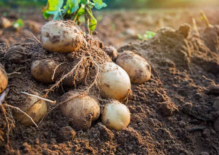 How Long Do Potatoes Take to Grow and When to Harvest Them